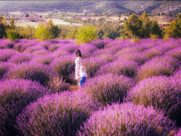 5 Fakta Menarik Padang Lavender Turki di Desa Kuyucak Isparta