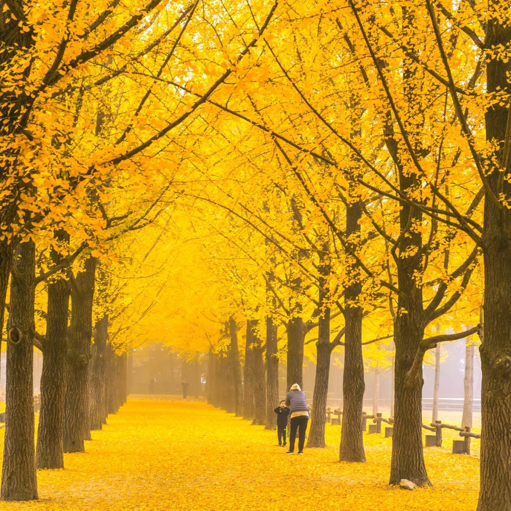 7 Tempat Terbaik di Korea untuk Menikmati Indahnya Musim Gugur